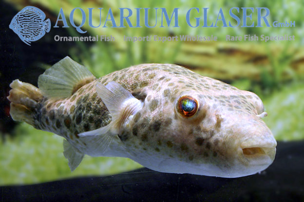 Pao abei (formerly: Tetraodon or Monotrete abei) - Aquarium Glaser GmbH