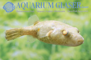 Pao abei (früher Tetraodon abei) - Aquarium Glaser GmbH