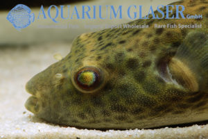 27. Puffers - Aquarium Glaser GmbH