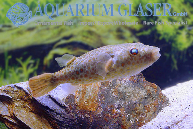 Pao abei (früher: Tetraodon oder Monotrete abei) - Aquarium Glaser GmbH