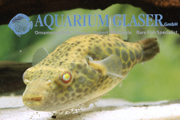 Pao abei (formerly Tetraodon abei) - Aquarium Glaser GmbH