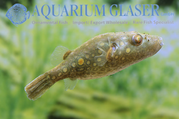 Pao abei (formerly Tetraodon abei) - Aquarium Glaser GmbH