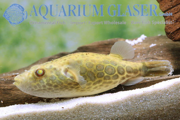Pao abei (formerly Tetraodon abei) - Aquarium Glaser GmbH