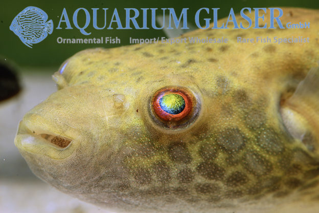 Pao abei (formerly Tetraodon abei) - Aquarium Glaser GmbH