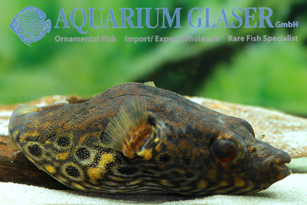 Pao palembangensis (= Tetraodon palembangensis) - Aquarium Glaser GmbH