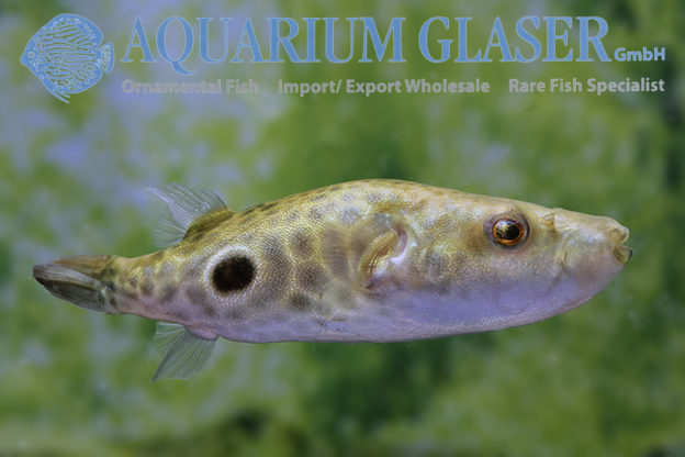 Pao sp. Chao Phraya - Aquarium Glaser GmbH