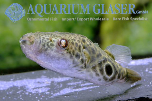 barbatus - Aquarium Glaser GmbH