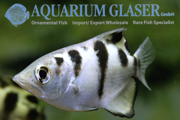 Toxotes mekongensis - Aquarium Glaser GmbH