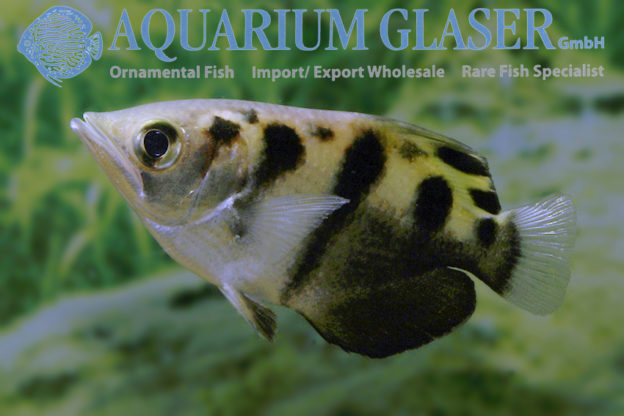 Toxotes mekongensis - Aquarium Glaser GmbH
