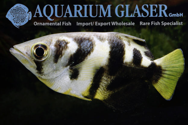 Toxotes siamensis - Aquarium Glaser GmbH
