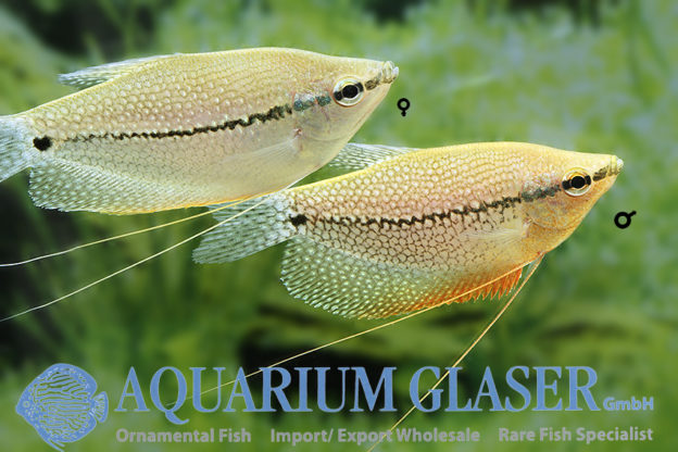 Trichogaster leerii WILD - Borneo - Aquarium Glaser GmbH