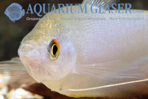 Trichogaster microlepis ( = Trichopodus microlepis) - Aquarium Glaser GmbH