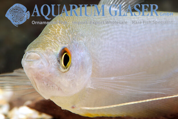 Trichogaster microlepis ( = Trichopodus microlepis) - Aquarium Glaser GmbH