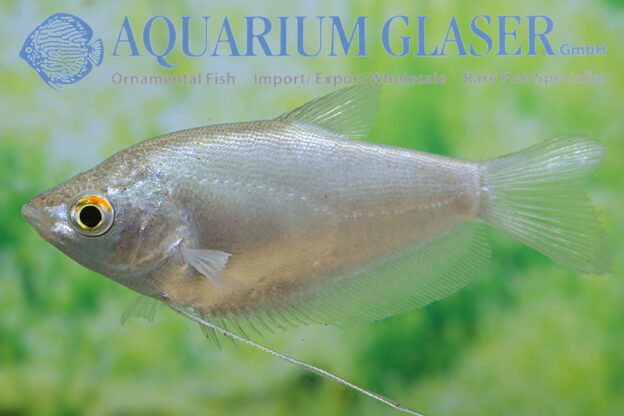 Trichogaster microlepis ( = Trichopodus microlepis) - Aquarium Glaser GmbH