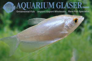 Trichogaster microlepis ( = Trichopodus microlepis) - Aquarium Glaser GmbH