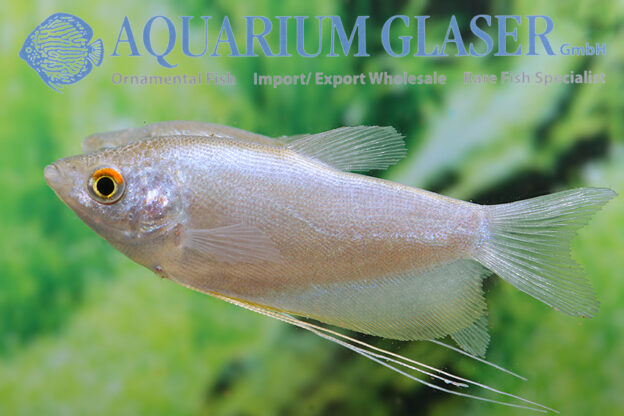 Trichogaster microlepis ( = Trichopodus microlepis) - Aquarium Glaser GmbH