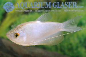 Trichogaster microlepis ( = Trichopodus microlepis) - Aquarium Glaser GmbH