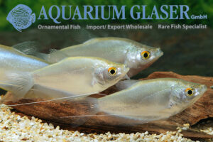Trichogaster microlepis ( = Trichopodus microlepis) - Aquarium Glaser GmbH