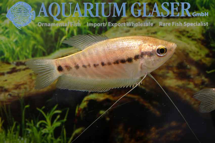 25. Perchlike fishes - Page 5 of 9 - Aquarium Glaser GmbH