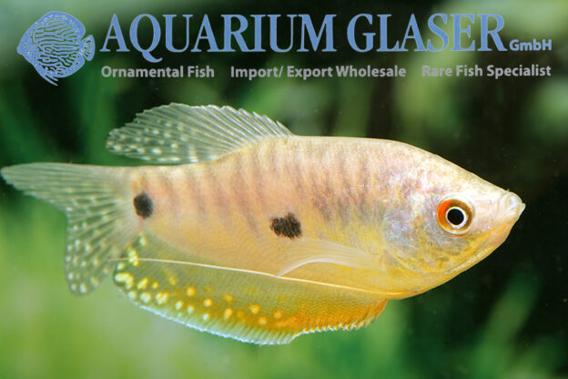 Trichogaster trichopterus ( = Trichopodus t.) - Aquarium Glaser GmbH