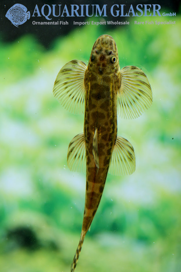 Annamia sp. (= Vanmanenia sp.) Vietnam - Aquarium Glaser GmbH