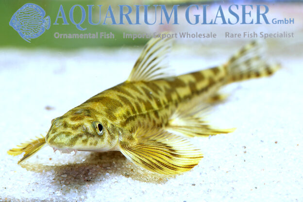 Fish Archive - Aquarium Glaser GmbH