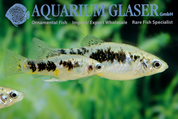 Limia vittata - Aquarium Glaser GmbH