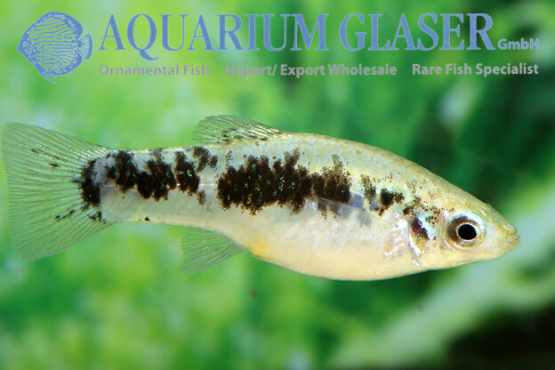 Limia vittata - Aquarium Glaser GmbH