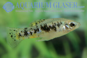Limia vittata - Aquarium Glaser GmbH