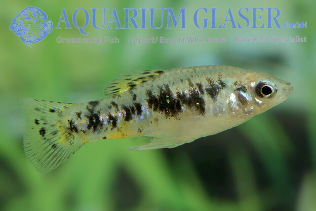 Limia vittata - Aquarium Glaser GmbH