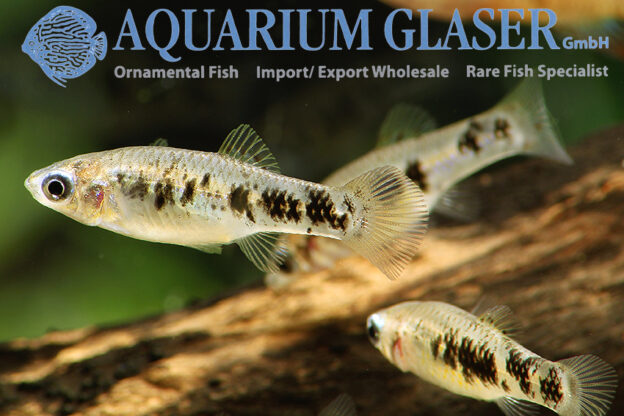 Limia vittata - Aquarium Glaser GmbH