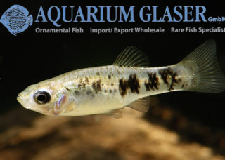 Welcome to the website of Aquarium Glaser - Aquarium Glaser GmbH