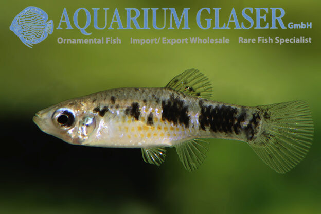 Limia vittata - Aquarium Glaser GmbH