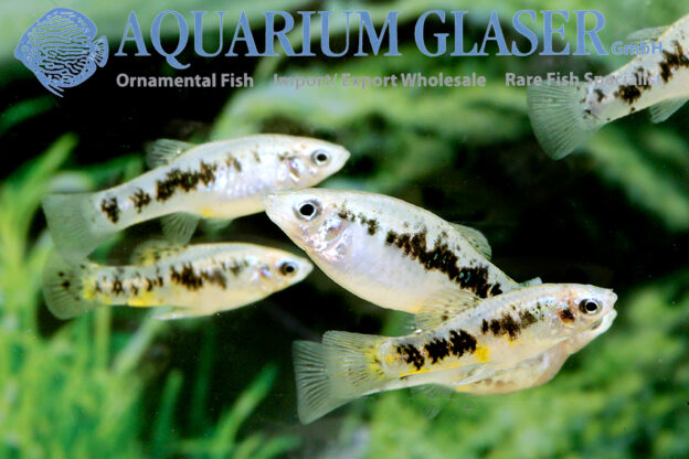 Limia vittata - Aquarium Glaser GmbH