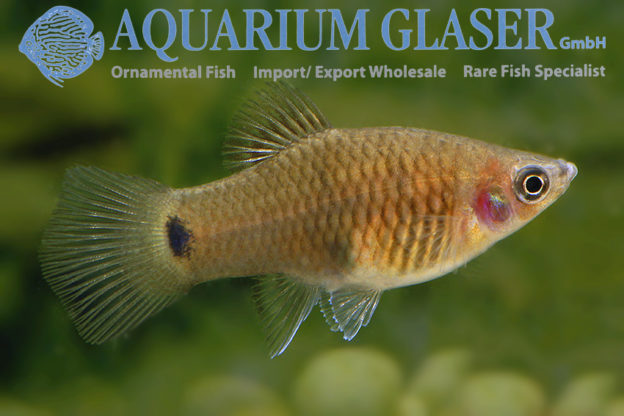 Xiphophorus maculatus "Belize Purple" - Aquarium Glaser GmbH