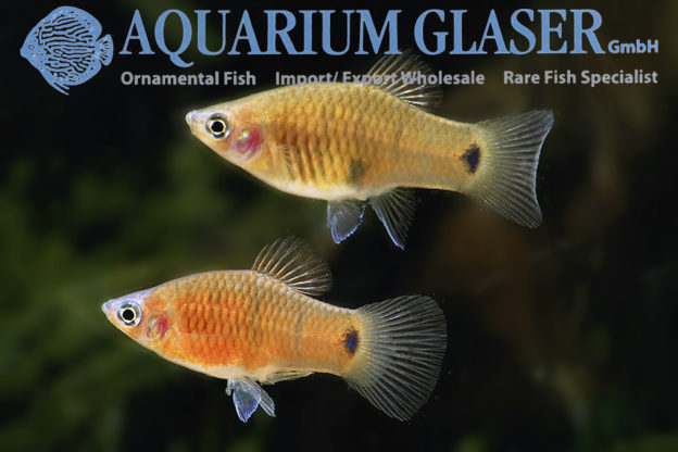 platy - Aquarium Glaser GmbH
