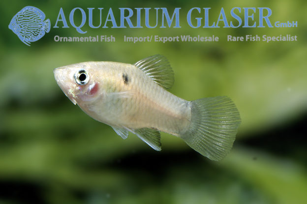 Xiphophorus maculatus "Tabasco" - Aquarium Glaser GmbH