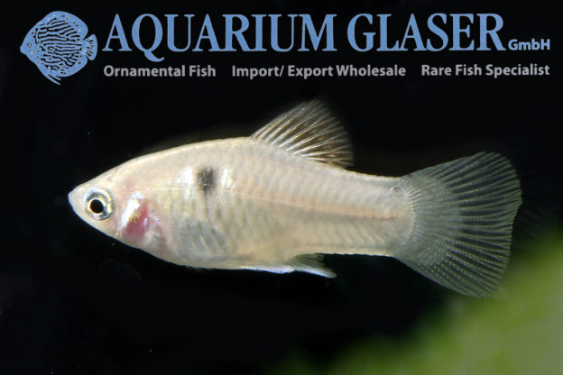 Xiphophorus maculatus "Tabasco" - Aquarium Glaser GmbH