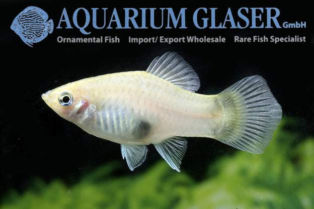 Xiphophorus maculatus "Tabasco" - Aquarium Glaser GmbH