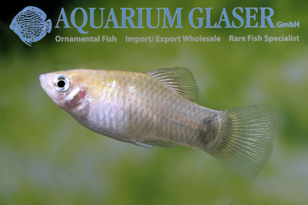 Xiphophorus maculatus "Tabasco" - Aquarium Glaser GmbH