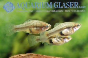 Xiphophorus xiphidium - Aquarium Glaser GmbH