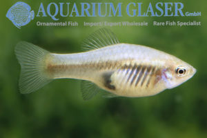 Xiphophorus xiphidium - Aquarium Glaser GmbH