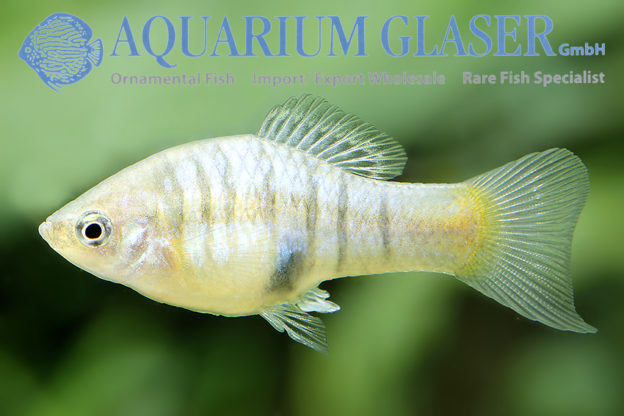 Xiphophorus xiphidium - Aquarium Glaser GmbH