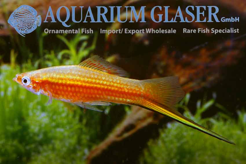 Xiphophorus Hellerii Swordtail Fish Care (Xiphophorus Helleri)