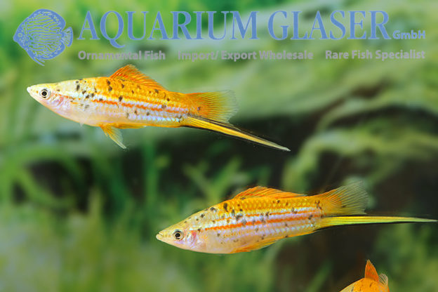 Xiphophorus hellerii "Rio Atoyac" - Aquarium Glaser GmbH