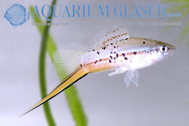 Xiphophorus hellerii „Rio Atoyac“ - Aquarium Glaser GmbH