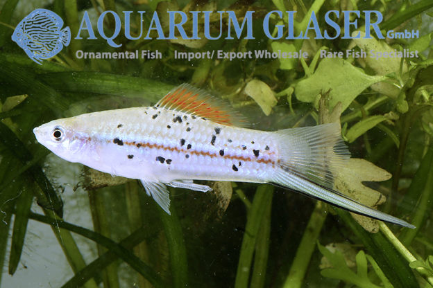Xiphophorus hellerii "Rio Atoyac" - Aquarium Glaser GmbH