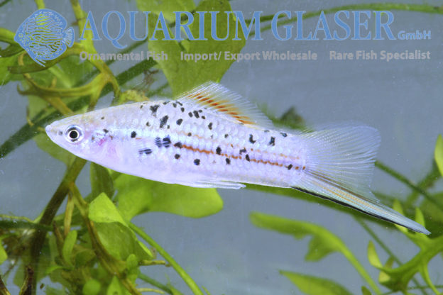 Xiphophorus hellerii "Rio Atoyac" - Aquarium Glaser GmbH