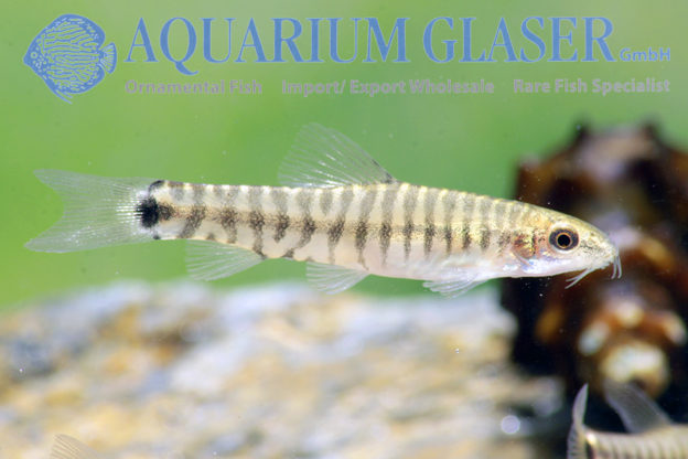 dwarf loach - Aquarium Glaser GmbH