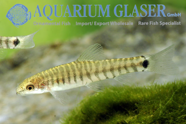Micronemacheilus cruciatus (= Yunnanilus c.) - Aquarium Glaser GmbH